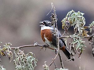 Chestnut-breasted mountain finch Facts for Kids