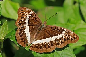 Common glider (butterfly) Facts for Kids