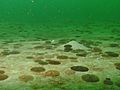 Sand dollar Facts for Kids