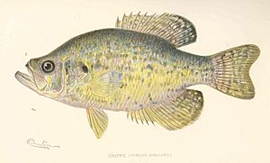 List of fishes of Missouri Facts for Kids