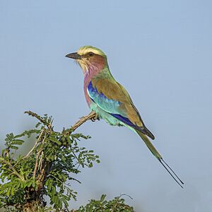 Lilac-breasted roller Facts for Kids
