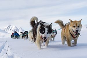 Sled dog Facts for Kids