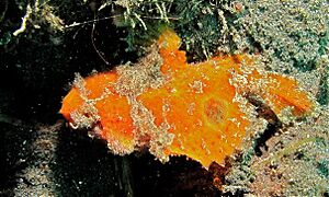 Spotfin frogfish Facts for Kids
