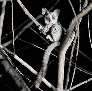 Mohol bushbaby for Kids