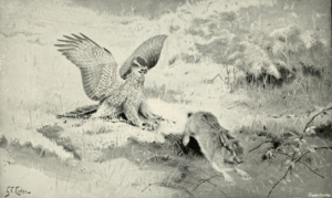 Eurasian goshawk Facts for Kids