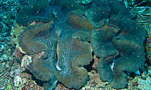 Giant clam Facts for Kids