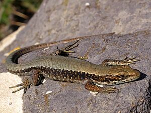 Iberian rock lizard Facts for Kids