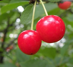 Cherry production in Michigan Facts for Kids