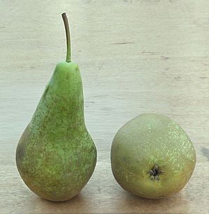Conference pear Facts for Kids