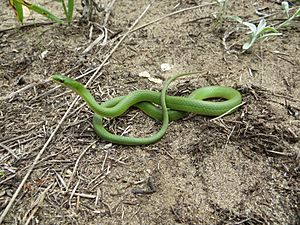 Smooth green snake Facts for Kids