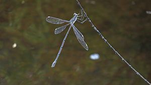 Bronze needle Facts for Kids