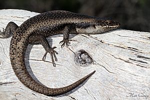 Tree-crevice skink Facts for Kids