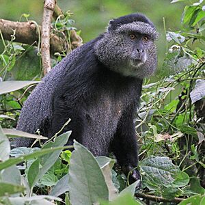Blue monkey Facts for Kids