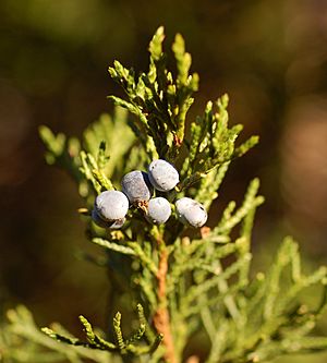 Eastern redcedar Facts for Kids