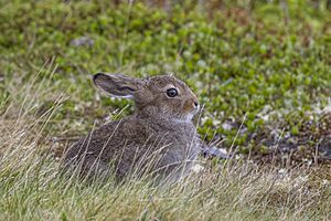 Mountain hare Facts for Kids