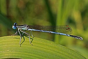 White-legged damselfly Facts for Kids
