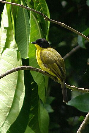 Black-capped bulbul Facts for Kids