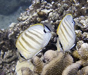 Pebbled butterflyfish Facts for Kids