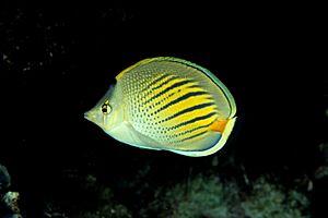 Dot dash butterflyfish Facts for Kids