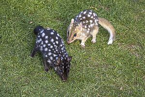 Quoll Facts for Kids