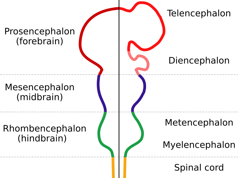 Image: EmbryonicBrain