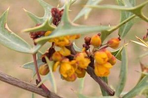 Agarita Facts for Kids