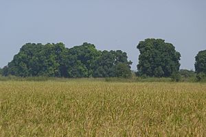 New Rice for Africa Facts for Kids