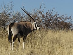 Oryx Facts for Kids