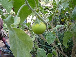 Solanum incanum Facts for Kids