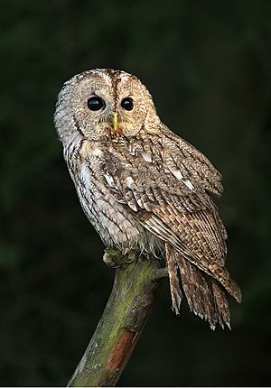 Tawny owl Facts for Kids