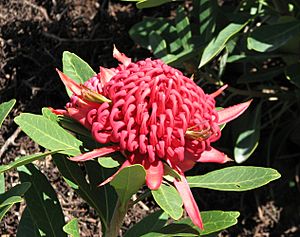 Monga waratah Facts for Kids
