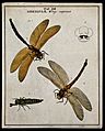 Dragonfly Facts for Kids