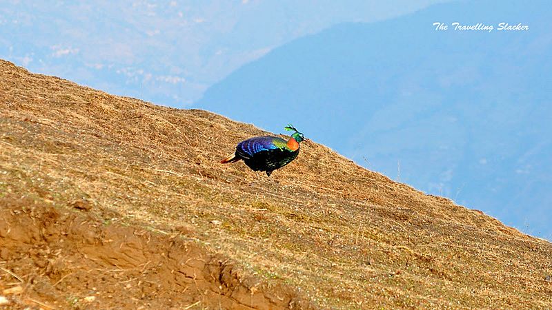 Himalayan monal Facts for Kids