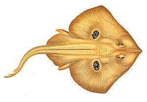 Leucoraja Facts for Kids