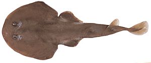 Tasmanian numbfish Facts for Kids