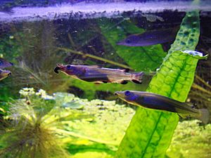 Sulawesi Facts for Kids