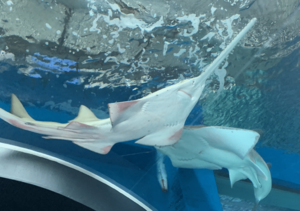 Dwarf sawfish Facts for Kids