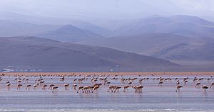 Andean flamingo Facts for Kids
