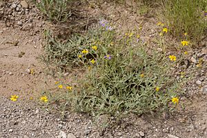 Hairyseed bahia Facts for Kids