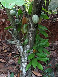 Cacao tree Facts for Kids