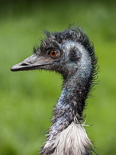 Emu Facts for Kids