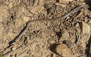 False smooth snake Facts for Kids