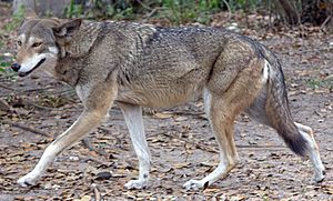 Red wolf Facts for Kids