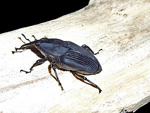 Rhynchophorus palmarum Facts for Kids