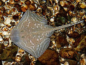 Smalleyed ray Facts for Kids