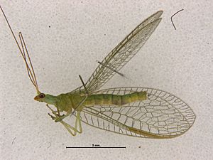 Mallada basalis Facts for Kids