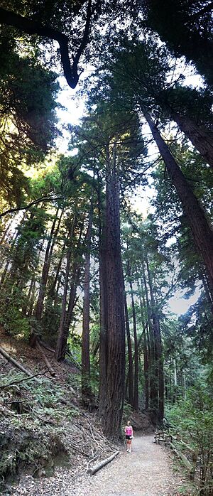 Redwood Facts for Kids