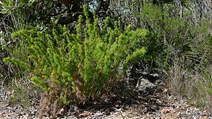 Curly sedge Facts for Kids