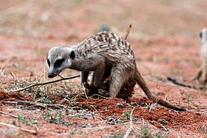 Meerkat Facts for Kids
