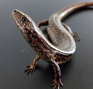 Oligosoma salmo Facts for Kids